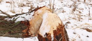 Castorul eurasiatic (Castor fiber) - ACDB