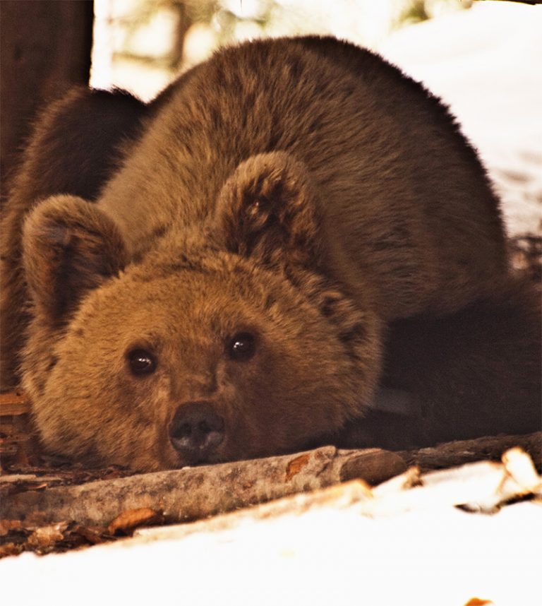 Ursul a fost, este și va rămâne un simbol